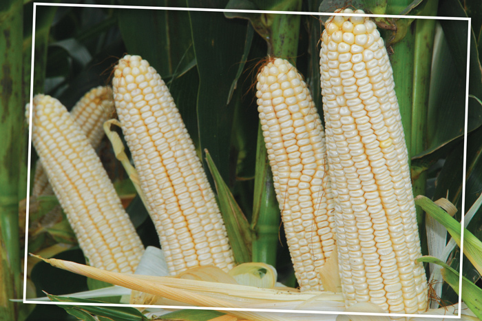 60 YEARS OF SUSTAINING OUR FARMERS’ SUCCESS