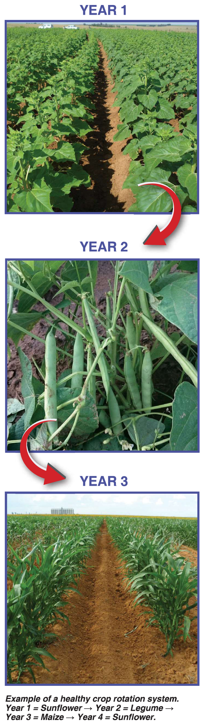 Crop Rotation Examples