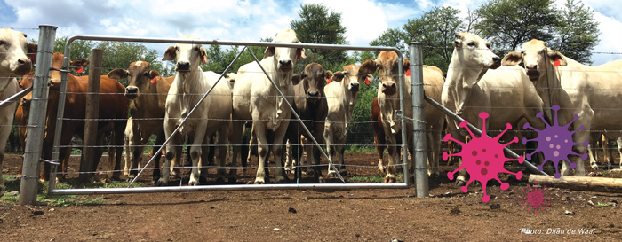 Steps to destroy the FMD virus