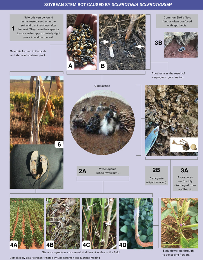 Soybean stem rot and STRATEGIES TO MANAGE IT