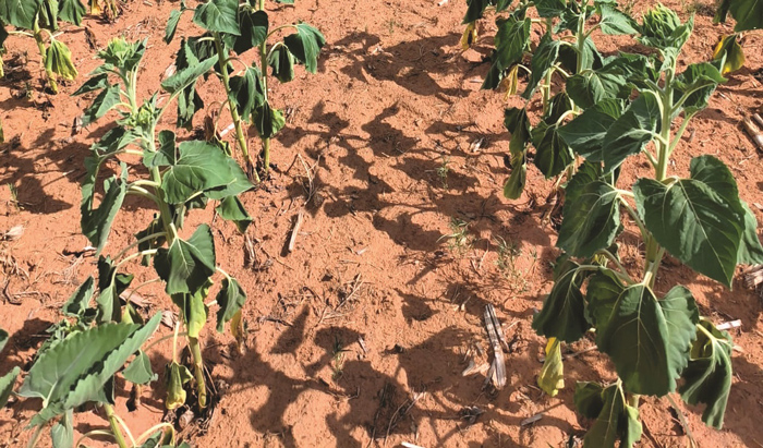 Severe drought and heat affect grain production