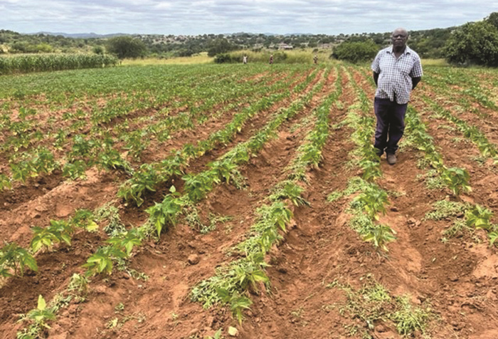 Severe drought and heat affect grain production