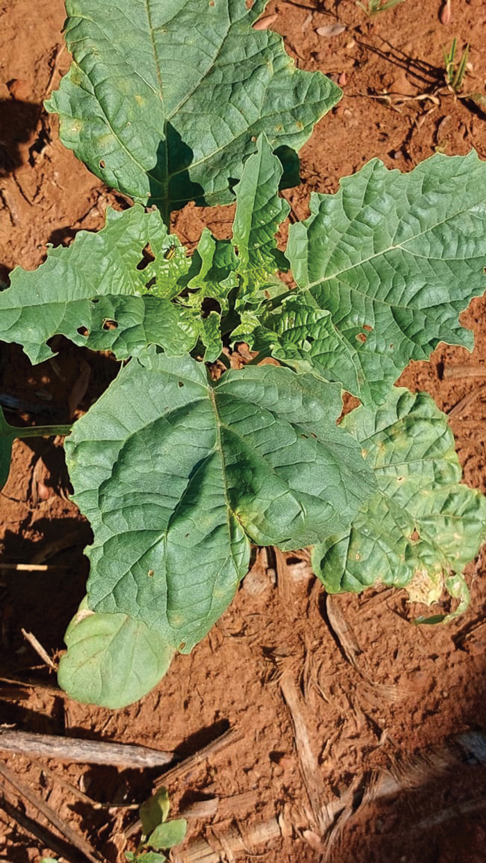 Weed control: Prevention is better than cure
