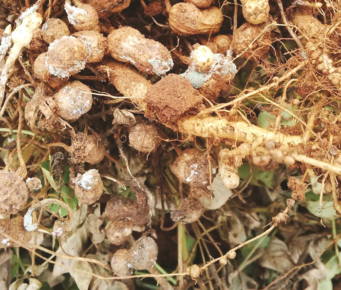 How To Minimise Aflatoxin Production