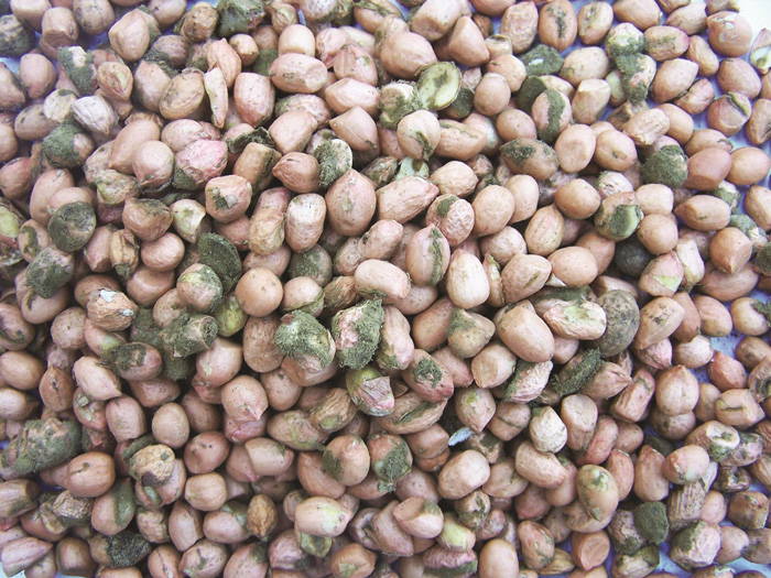 How to minimise aflatoxin production