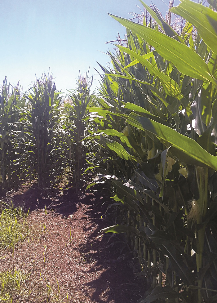 Agriculture part of SA’s road to recovery