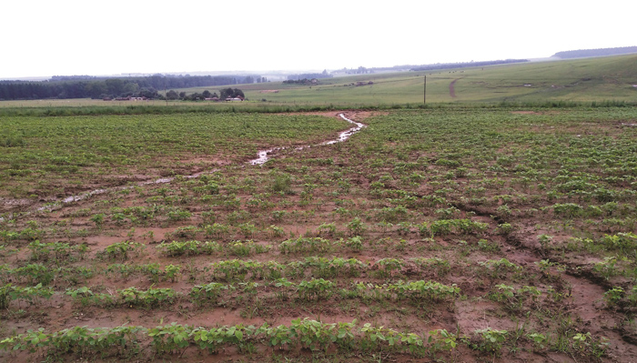 Agriculture part of SA’s road to recovery