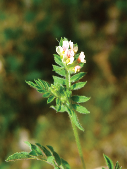 Geïntegreerde gewas- en aangeplante weiding-gebaseerde lewendehawe ...