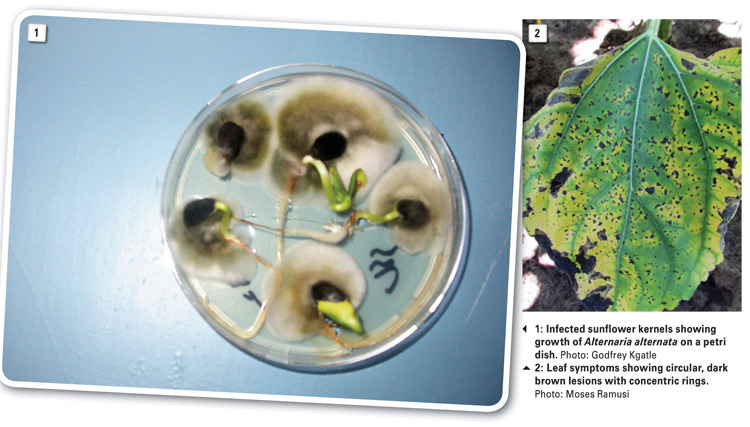 Alternaria leaf blight and seed infection: A common disease causing ...
