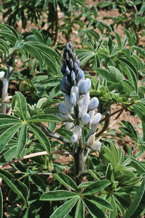 Integrated crop and pasture-based livestock production systems - Part ...