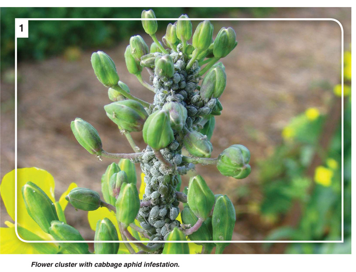 Canola – monitor and control insects and diseases