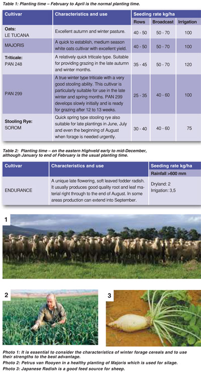 Forage cereals for winter