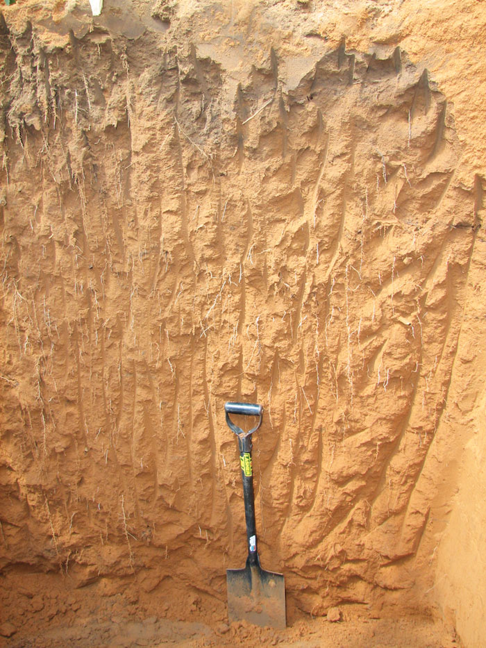 Figure 1: Maize roots that exploit the soil profile to a depth of 2 metres.