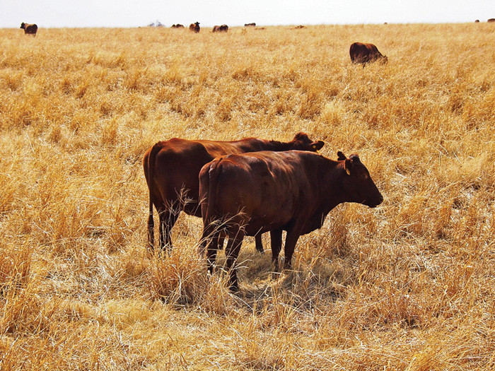 Integrated crop and pasture-based livestock production systems - Part 2