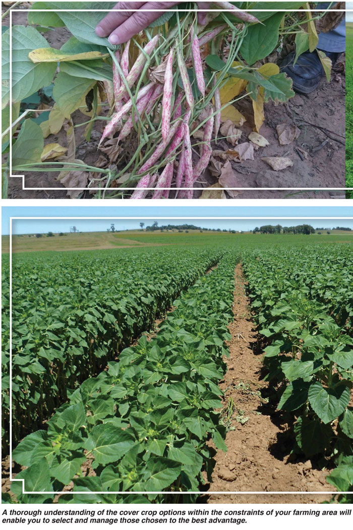 COVER CROPS – lower risk and enhance production