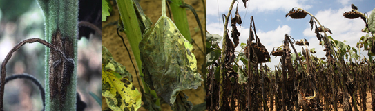 Sunflower Alternaria