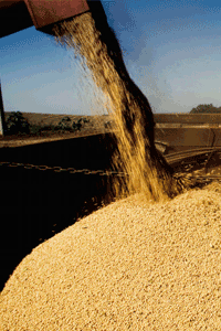 Dr Dirk Strydom, Manager: Grain Economy & Marketing